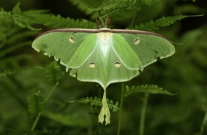 Fascinating Nature: Into the World of Chinese Moon Moths - Nspirement