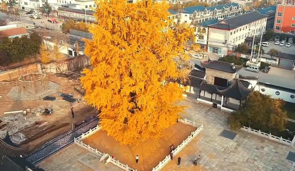 The Magnificent Ginkgo Tree: A Hidden Beauty - Nspirement