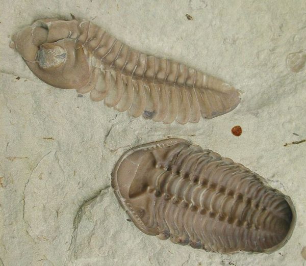 Trilobites: Creatures That Lived 252 Million Years Ago - Nspirement