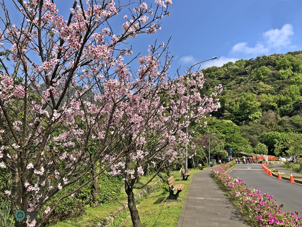 2021 Yangmingshan Flower Festival in Taiwan - Nspirement