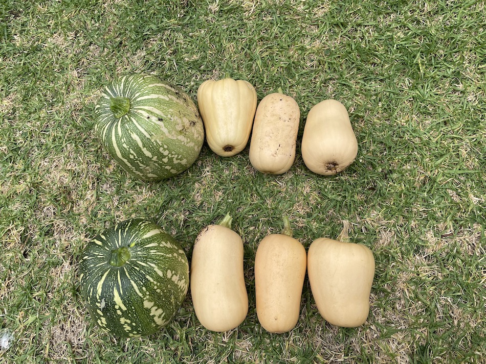 Pumpkins Are Fun to Grow and Highly Beneficial to Eat - Nspirement
