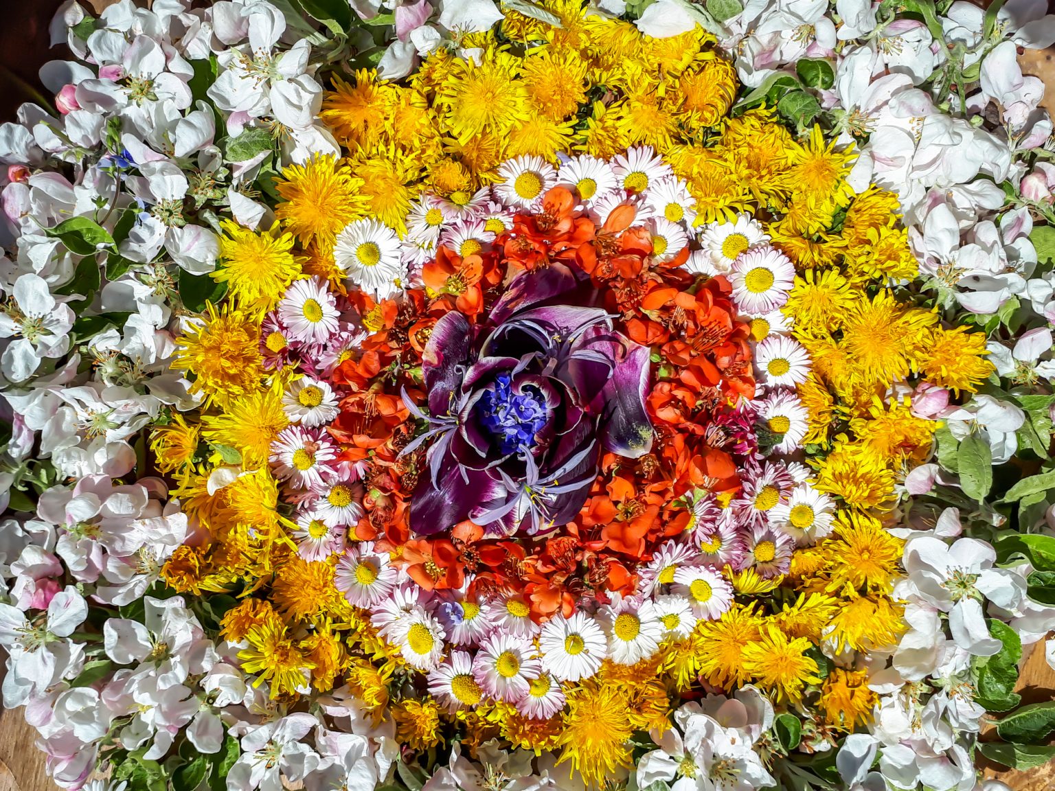 Your One-Stop Guide to Setting Up a Mandala Garden