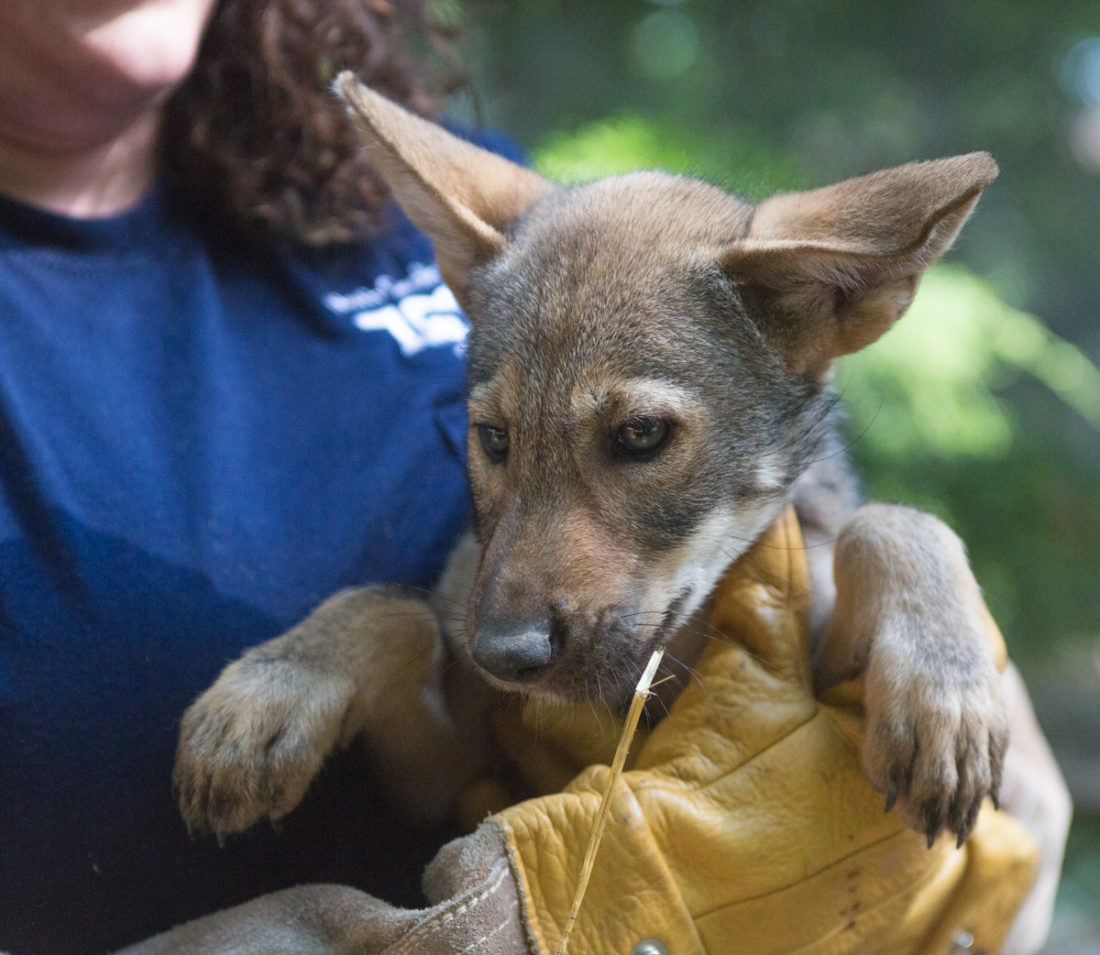 12 Endangered Red Wolf Pups Born at the North Carolina Zoo - Nspirement
