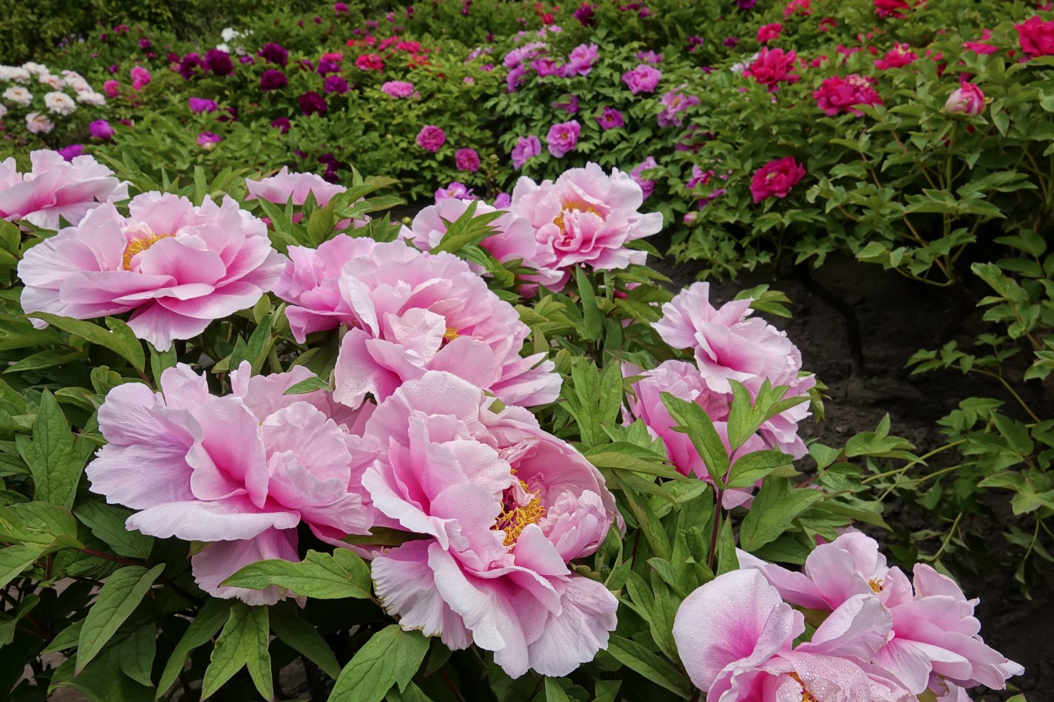 10 of the Most Famous Chinese Flowers - Nspirement