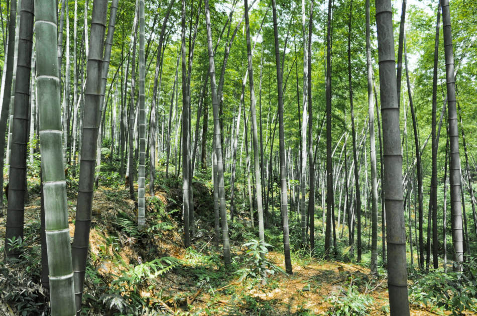 Top 10 Most Beautiful Forests in China - Nspirement
