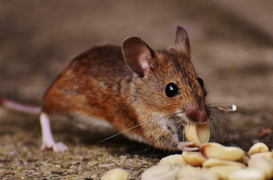 Donated Orange Peels Help Australian Farmers Fight Mice Plague - Nspirement