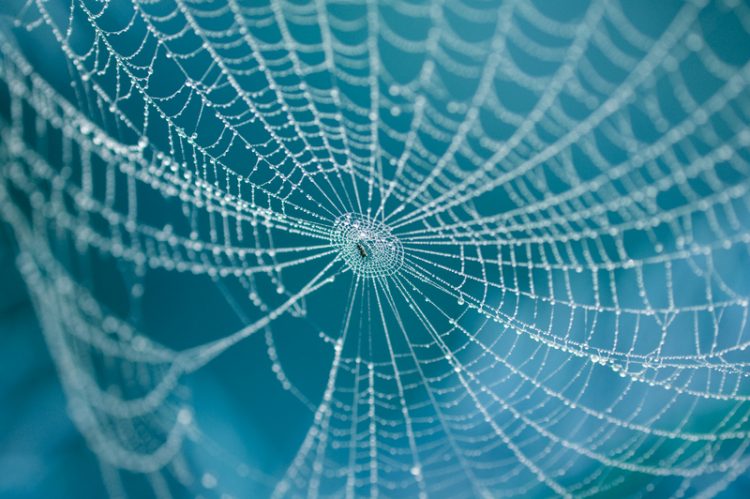 5 Surprising Auspicious Chinese Symbols: Bats, Cats, and Spiders Are ...