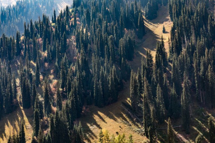 Top 10 Most Beautiful Forests in China