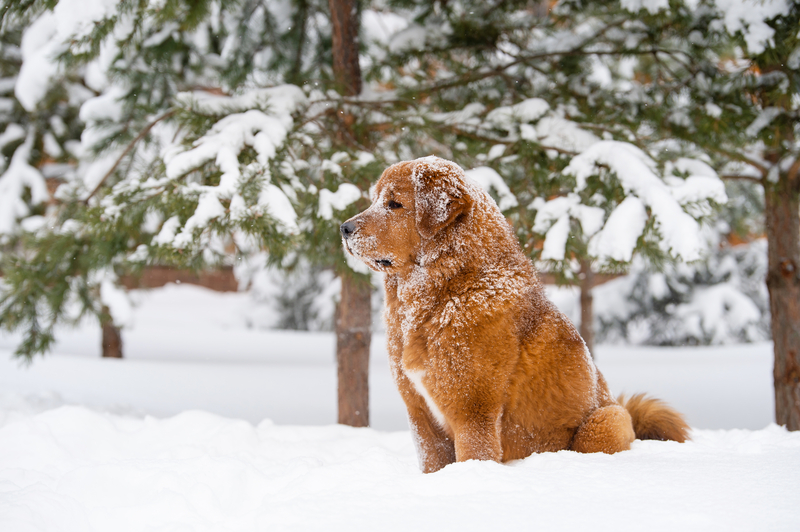Tibetan Mastiff, Faithful Guardian of Monasteries, the Most Ancient Dog ...