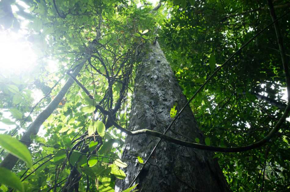 Top 10 Most Beautiful Forests in China - Nspirement