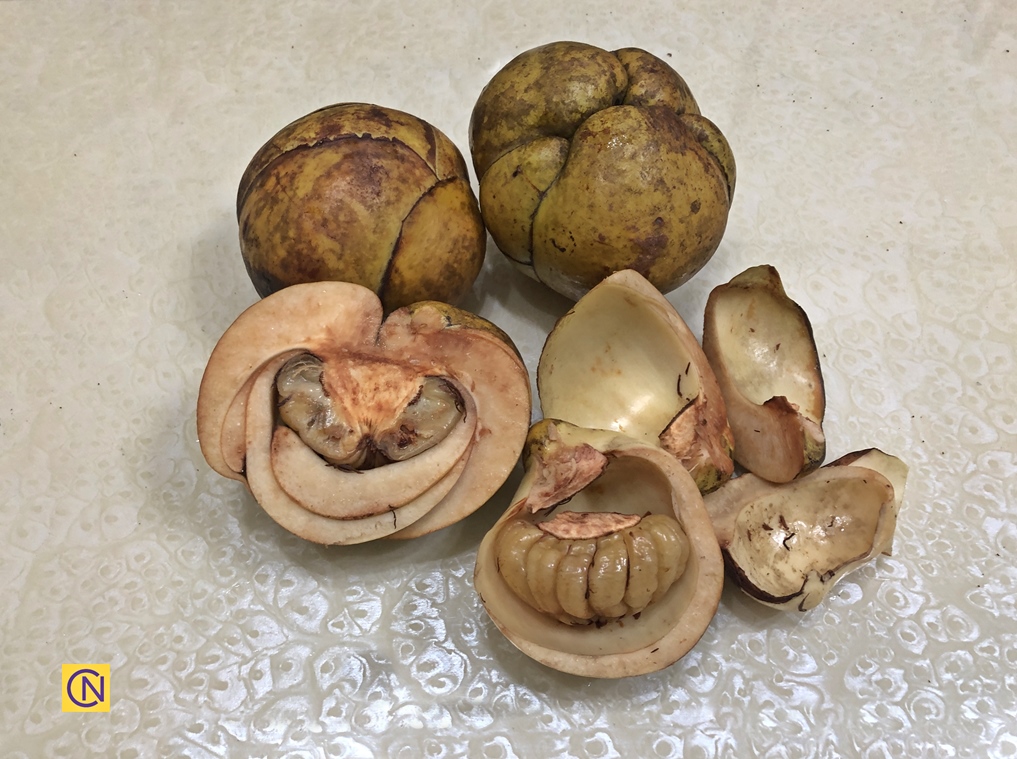 The Amazing Elephant Apple and Its Splendid Flowers - Nspirement