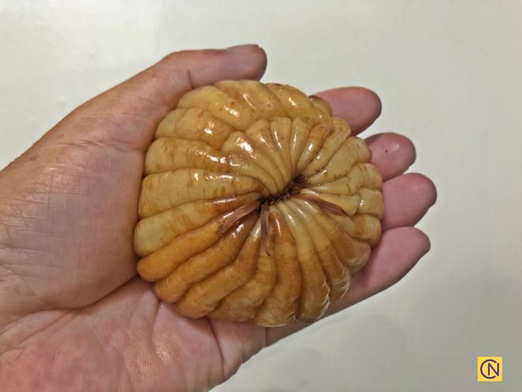 The Amazing Elephant Apple and Its Splendid Flowers