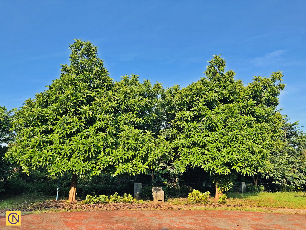 The Amazing Elephant Apple and Its Splendid Flowers - Nspirement