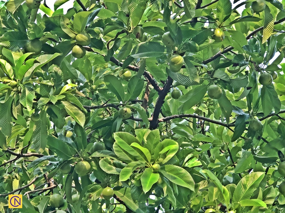 The Amazing Elephant Apple and Its Splendid Flowers - Nspirement