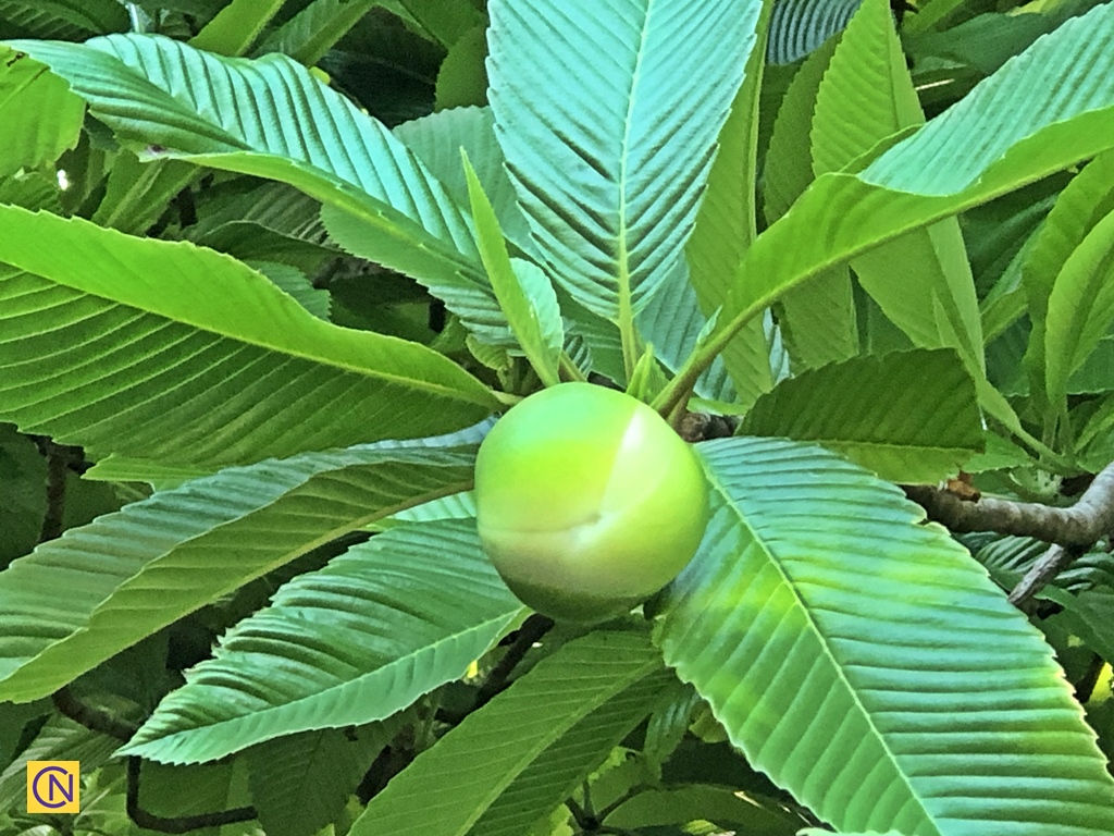 The Amazing Elephant Apple and Its Splendid Flowers - Nspirement