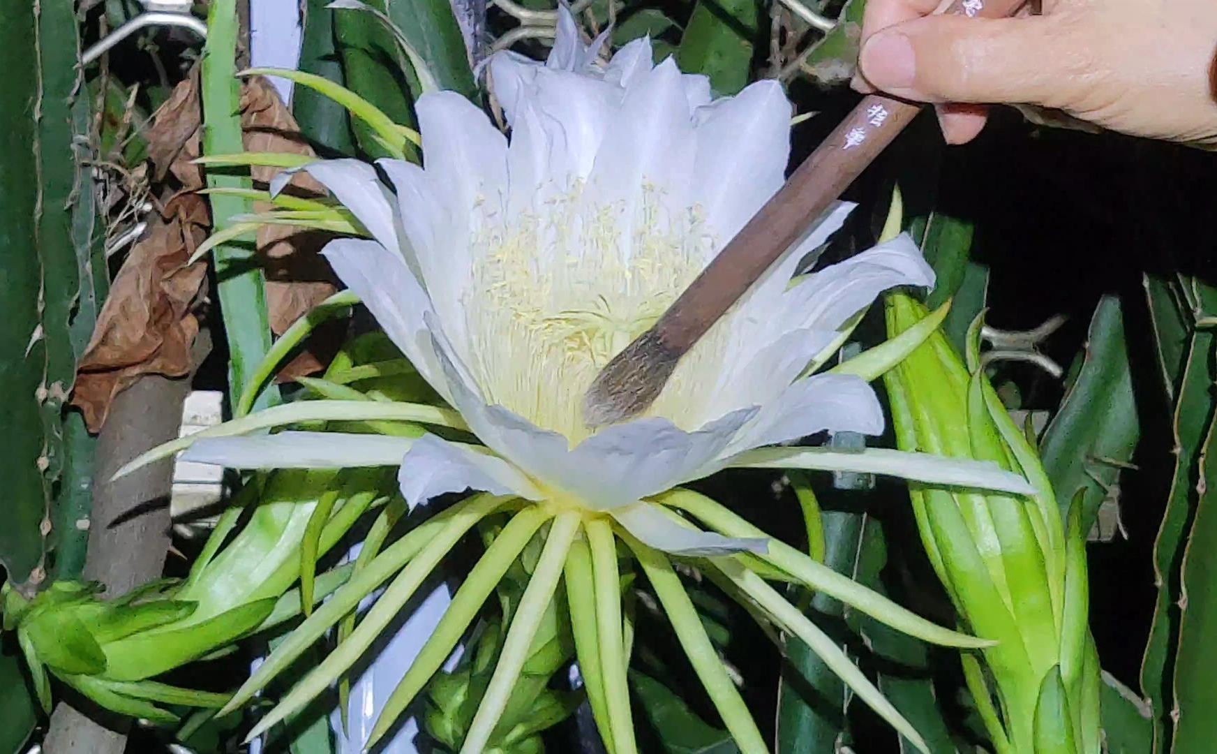 What Do You Know About Dragon Fruit? - Nspirement