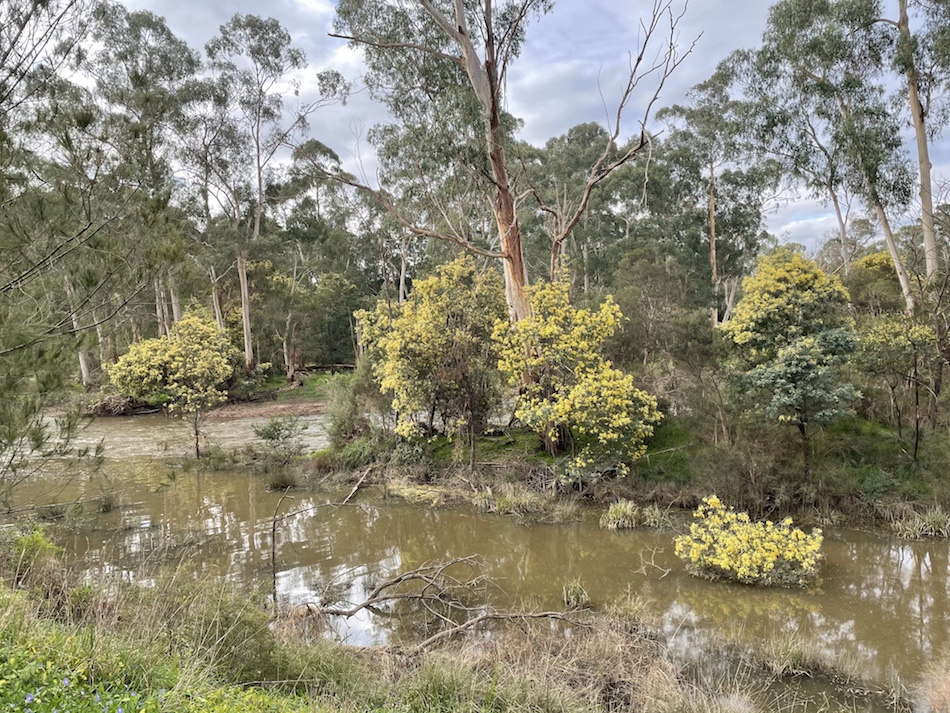 Nature Welcomes Us to Spring With Bright Yellow Wattle Flowers - Nspirement