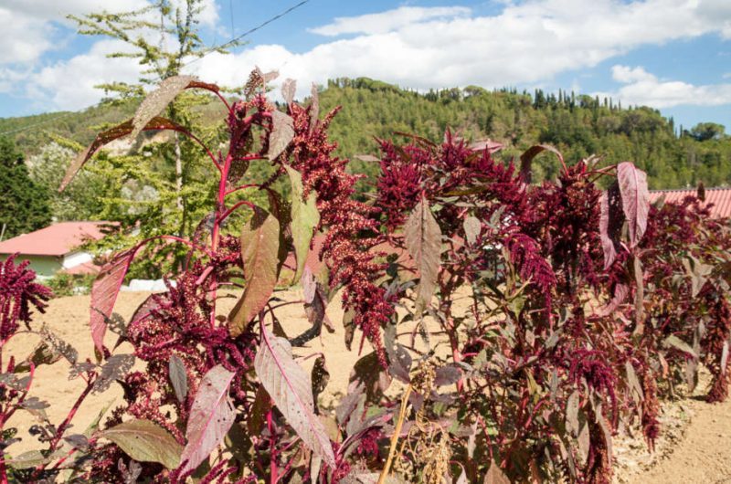Amaranth: Everything You Need to Know About the Ancient Aztec Grain