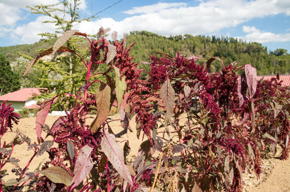 Amaranth: Everything You Need to Know About the Ancient Aztec Grain ...