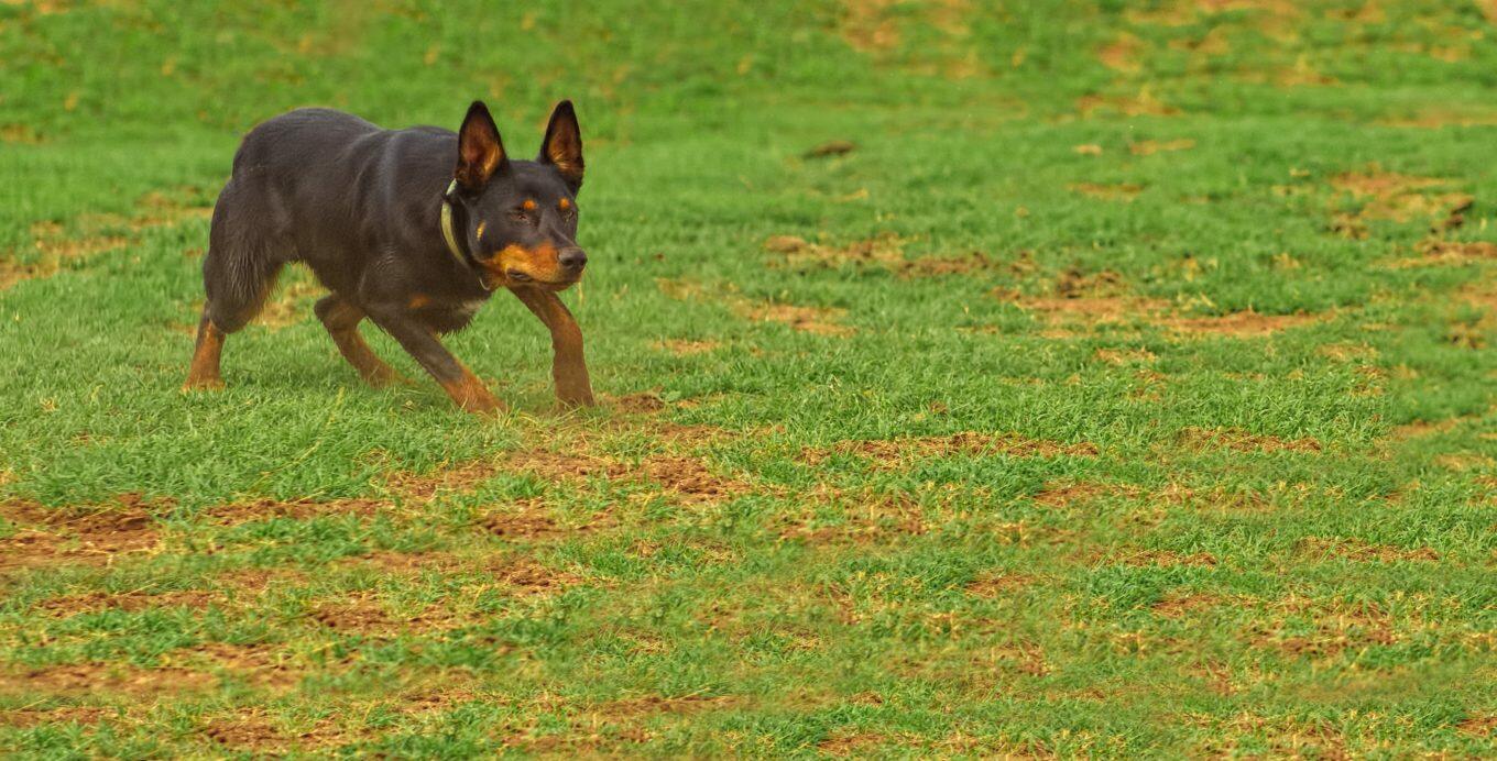 The Awesome Spirit of the Great Australian Kelpie - Nspirement