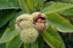 The Little-Known Health Benefits of Chestnuts - Nspirement