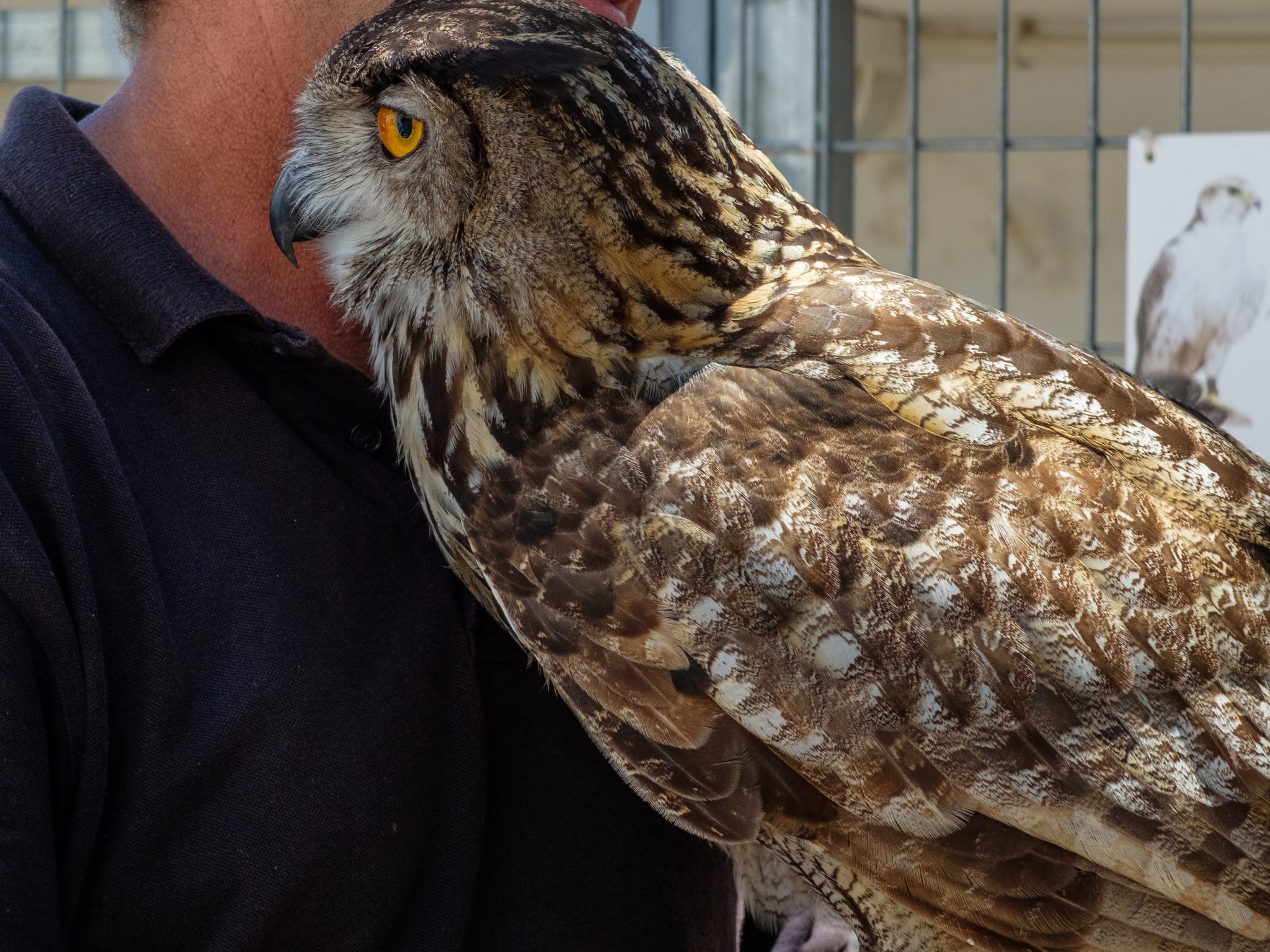 Man With PTSD Support Owl Inspires Others - Nspirement