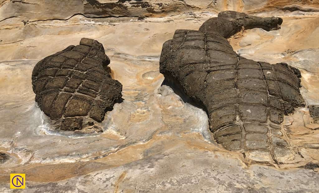 Oddly Shaped Rock Formations at Yehliu Geopark in Taiwan - Nspirement