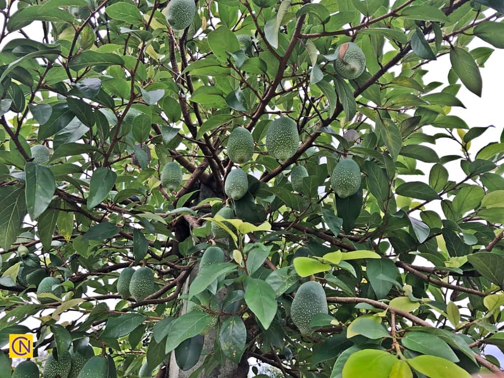 Aiyu Is a Plant That Only Grows in Taiwan - Nspirement