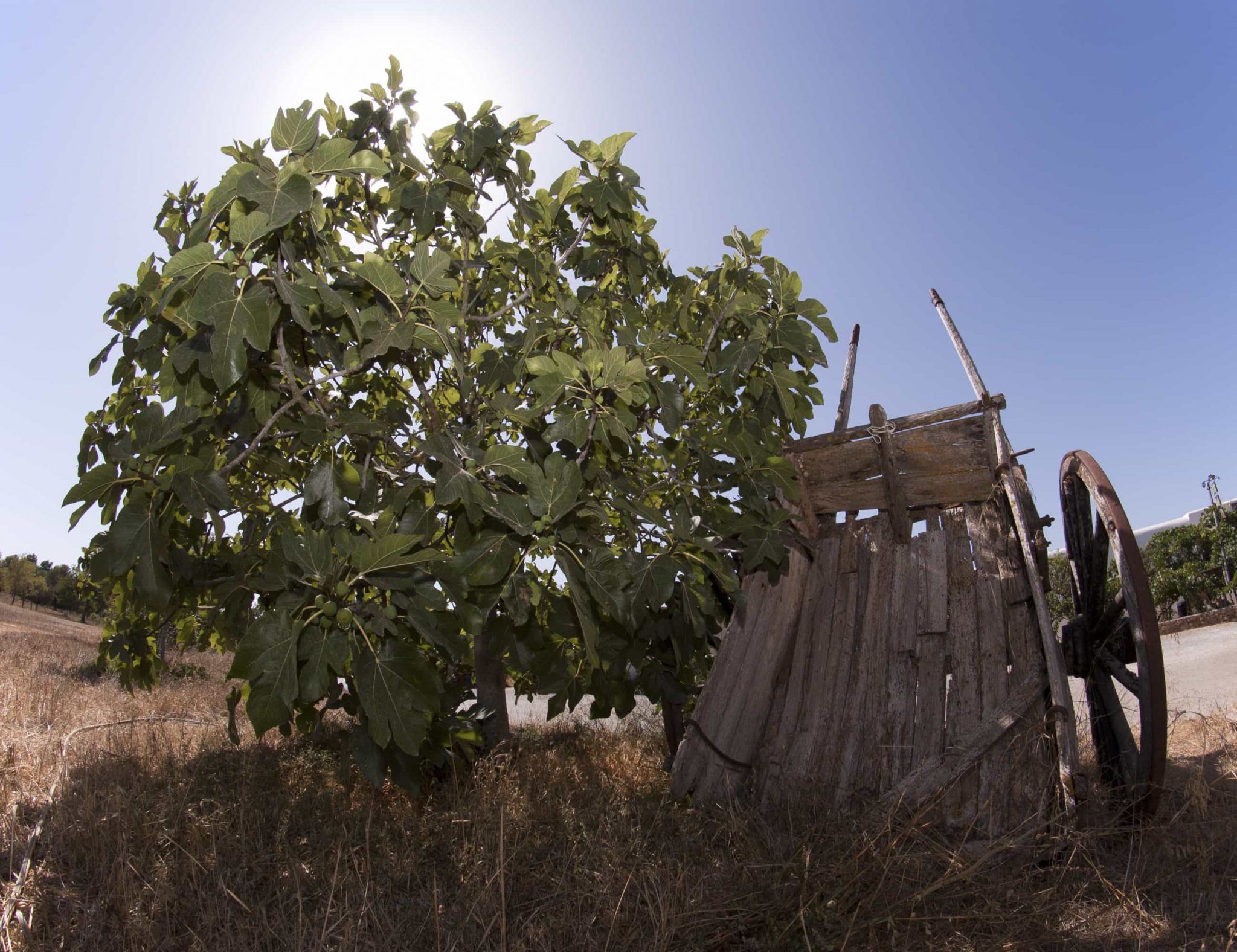 Italy’s Tradition of Fig Trees Are Thriving in American Gardens