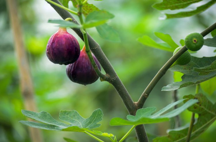 Italy’s Tradition of Fig Trees Are Thriving in American Gardens