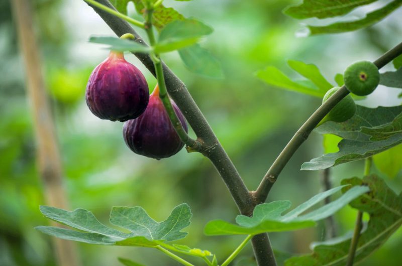 Italy’s Tradition of Fig Trees Are Thriving in American Gardens