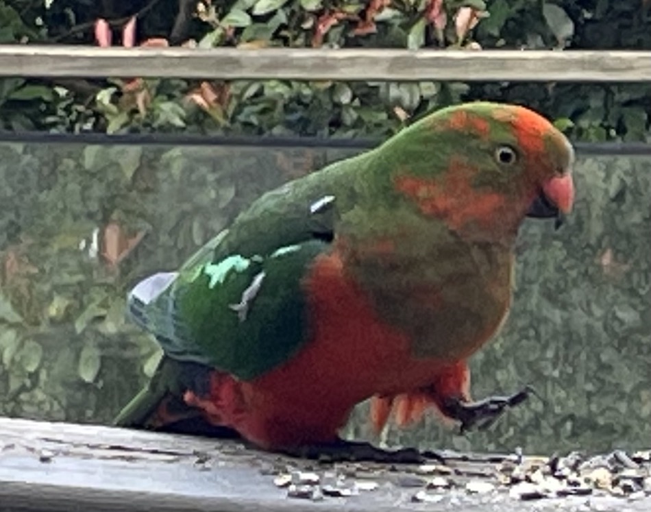 The Friendly and Majestic Australian King Parrots - Nspirement