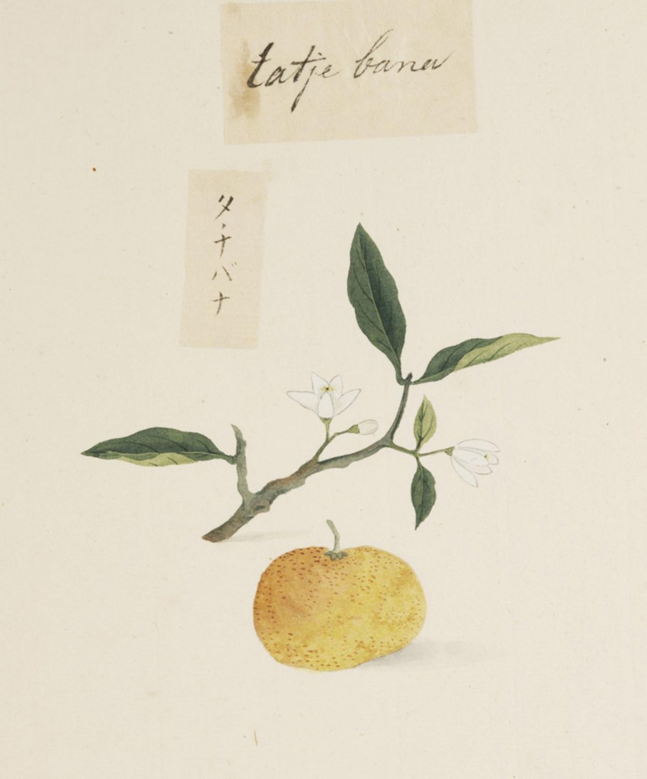 Japan's Tachibana Fruit, Once Revered by Royals and Poets, Now ...