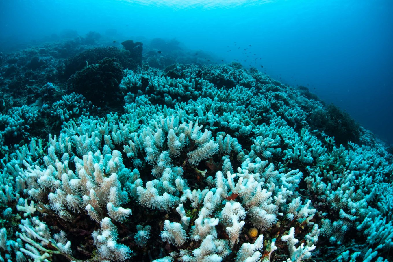 Africa’s Coral Reefs Are Facing the Threat of Extinction - Nspirement