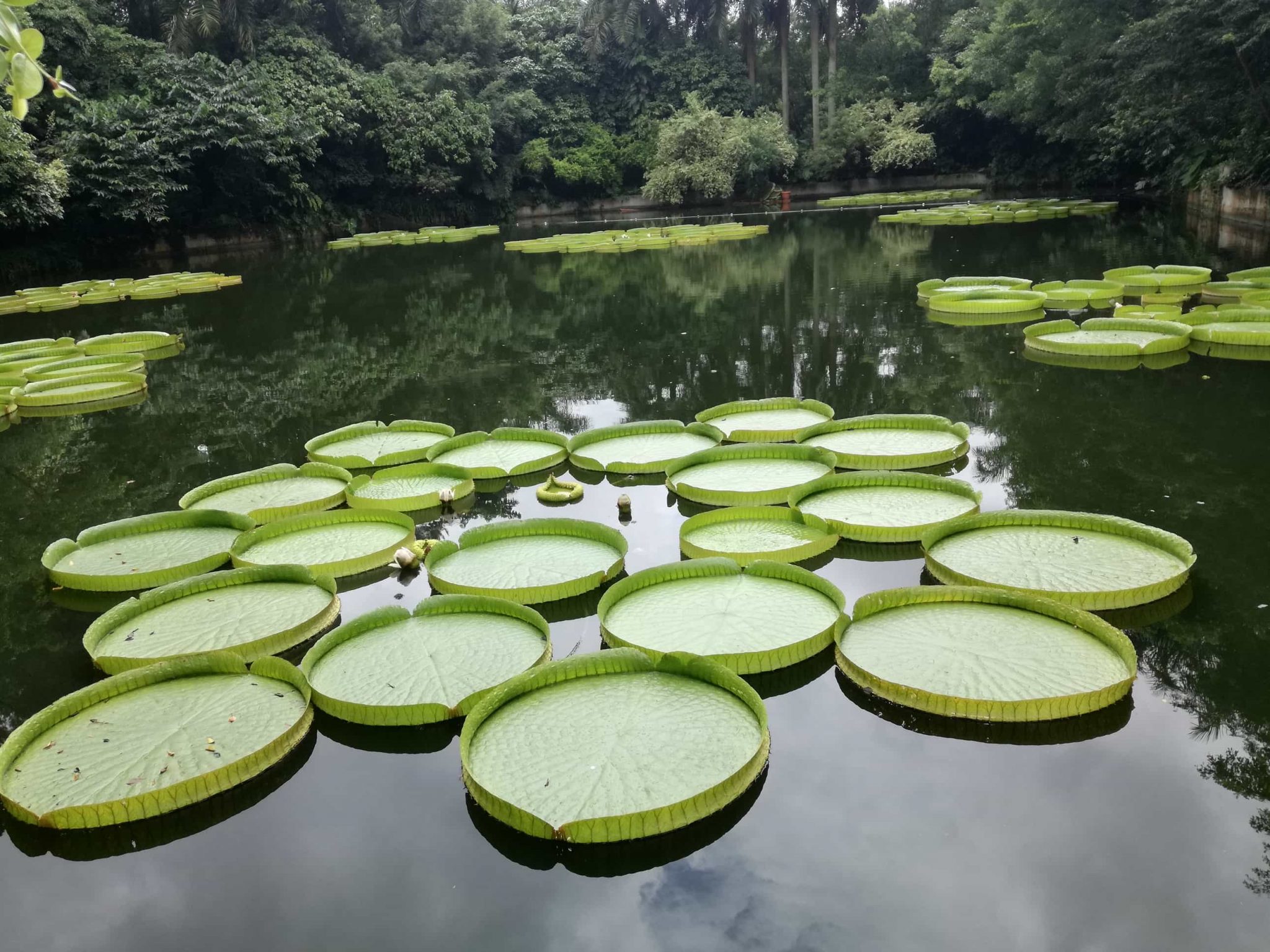 The Legend of Liangzi Lake - Nspirement