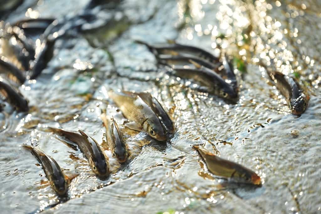 The Distinct Distoechodon Tumirostris Eco Park in Taiwan - Nspirement