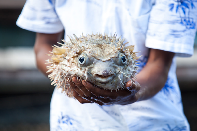Fiji's Puffer Fish Ceremonial Headwear - Nspirement