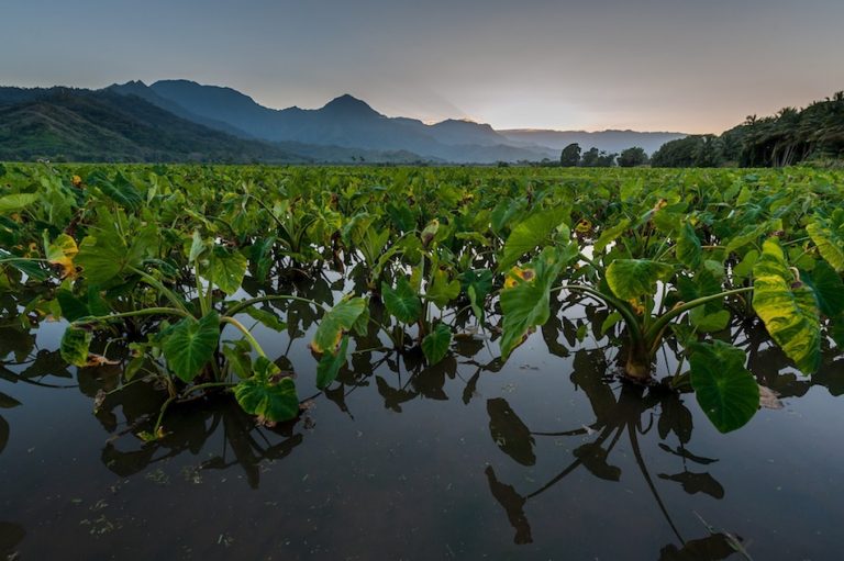 Hawaii's Nutritional Taro Root and Recipes - Nspirement