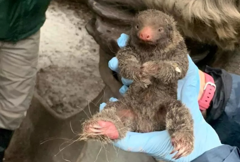 How Cute Is This Baby Sloth at a Florida Zoo? - Nspirement
