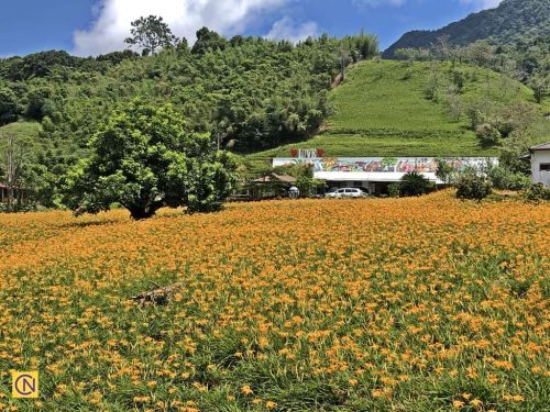 Chike Mountain, a Breathtaking Daylily Mountain in Taiwan