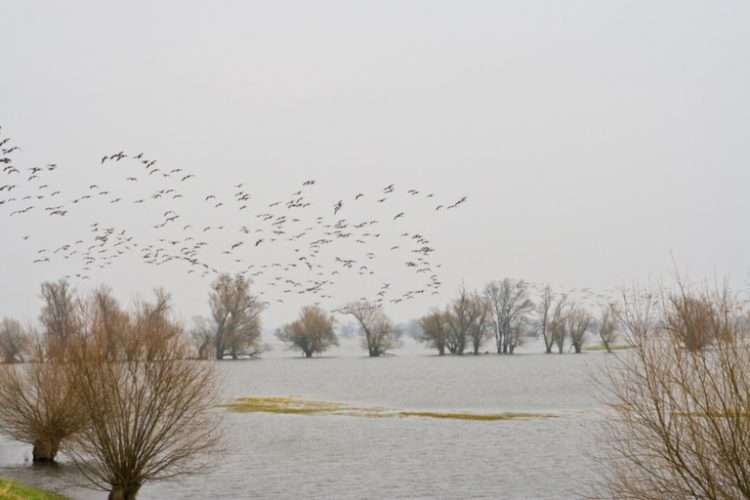 Animals Predicting Disaster: Birds Knew of the Flooded City - Nspirement