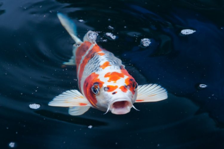 The Chinese Legend of King Carp