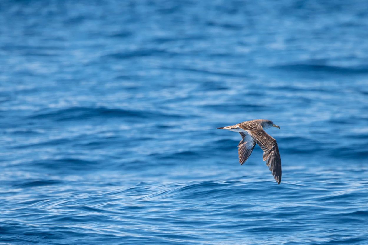 How Birds Migrate by Following Their Inner Compass - Nspirement