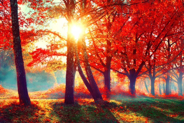 Avoid These 3 Foods for Autumn Health - Nspirement