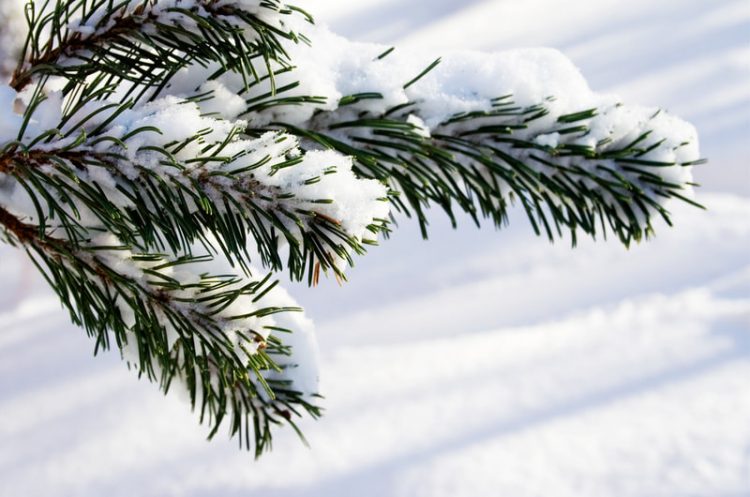 Xuyun, the Most Eminent Monk in Modern China - Nspirement