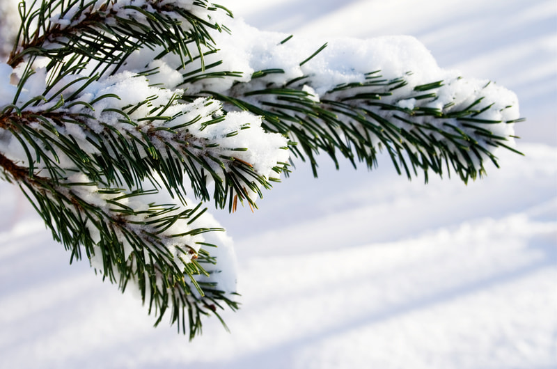 Xuyun, the Most Eminent Monk in Modern China - Nspirement