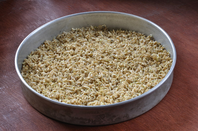 Sprouted Brown Rice: The Japanese Staple to Health, Wellness, and ...