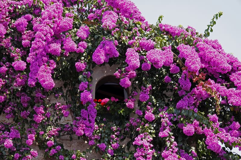 Bougainvillea: A Beautiful Tropical Plant - Nspirement