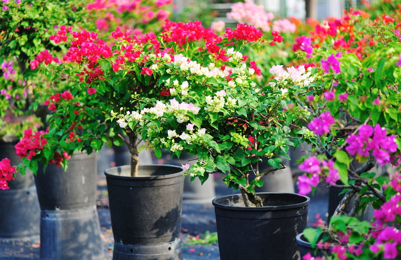 Bougainvillea: A Beautiful Tropical Plant - Nspirement