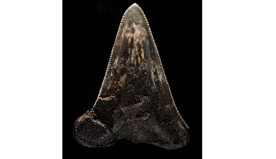 Discovery of Ancient Shark Teeth in Indian Ocean by Australian ...